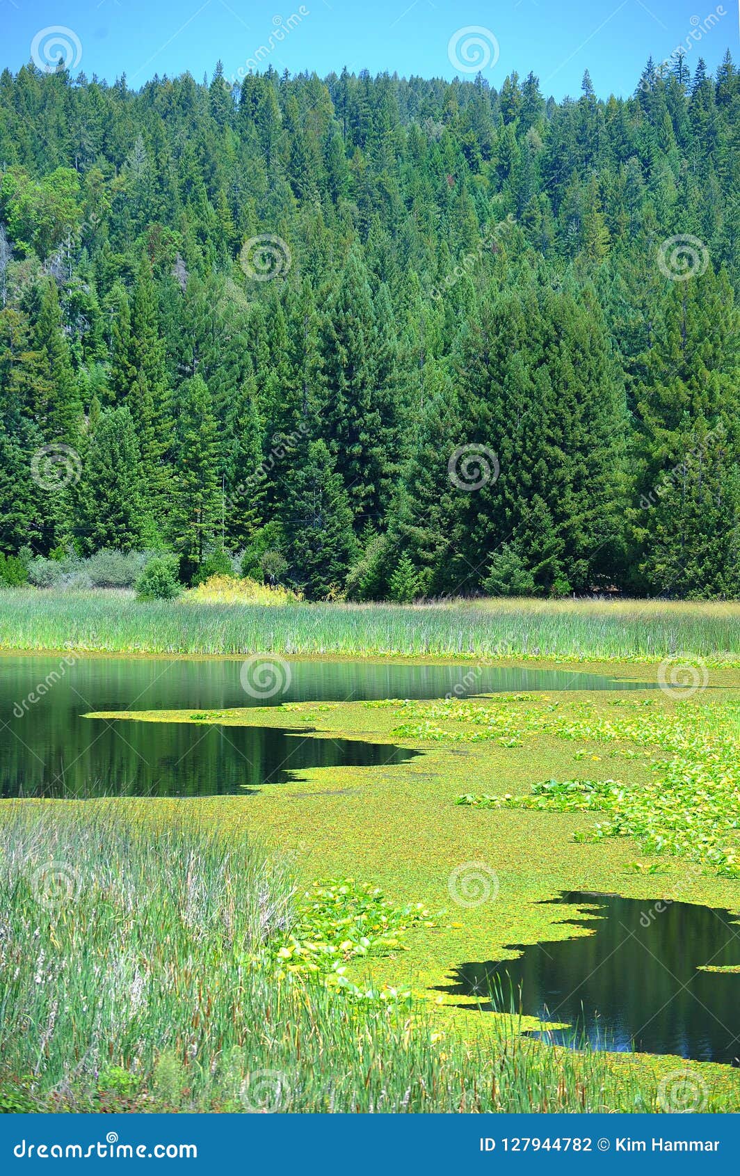 Mountain Run-off Creates a Valley of Wetland. Stock Photo - Image of ...
