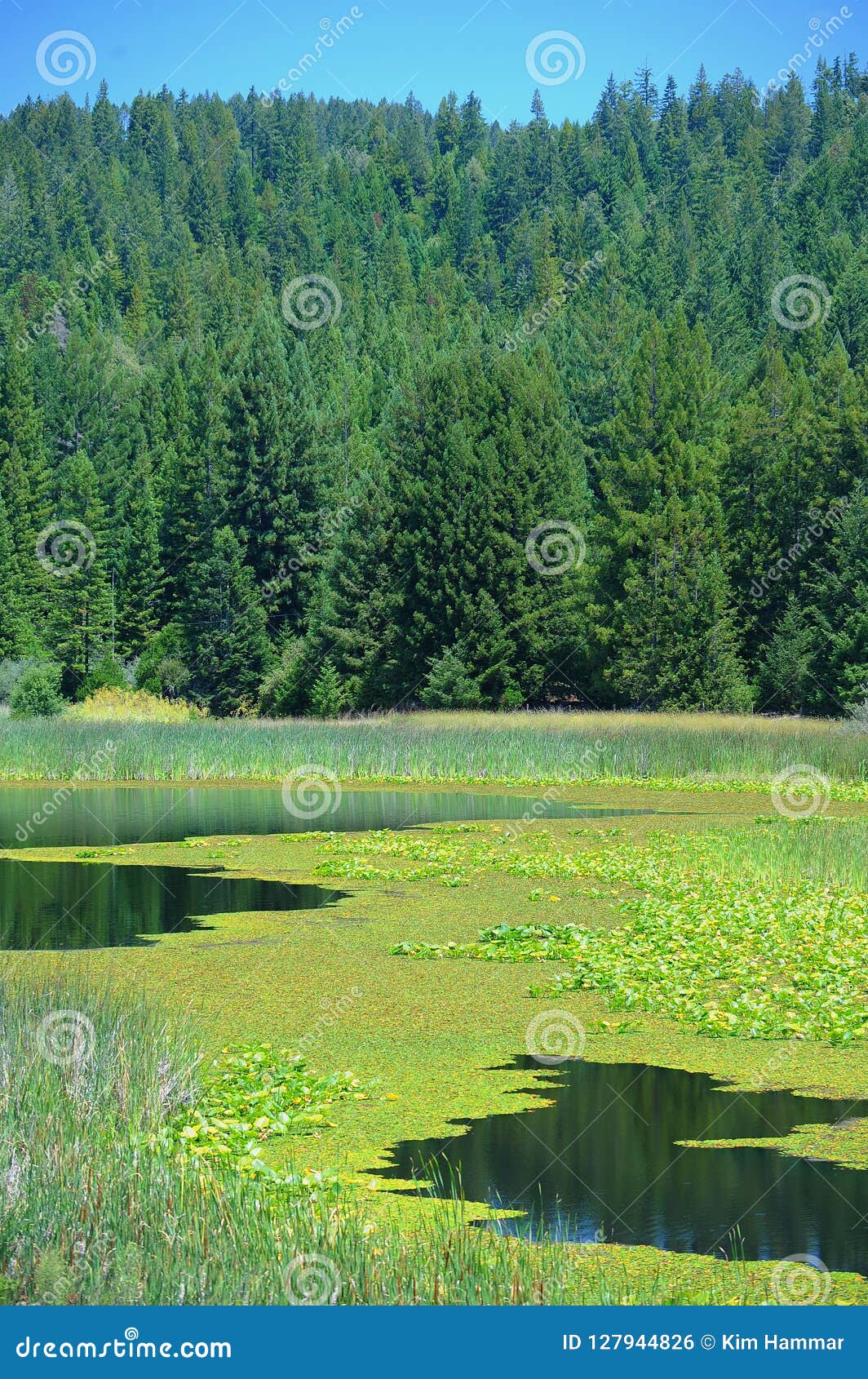 Mountain Run-off Creates a Valley of Wetland. Stock Photo - Image of ...