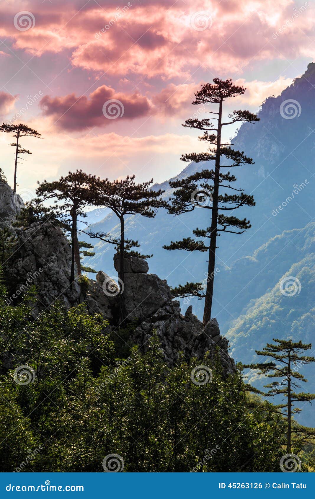 Mountain Scenery with Black Pine Trees Stock Photo - Image of alps ...