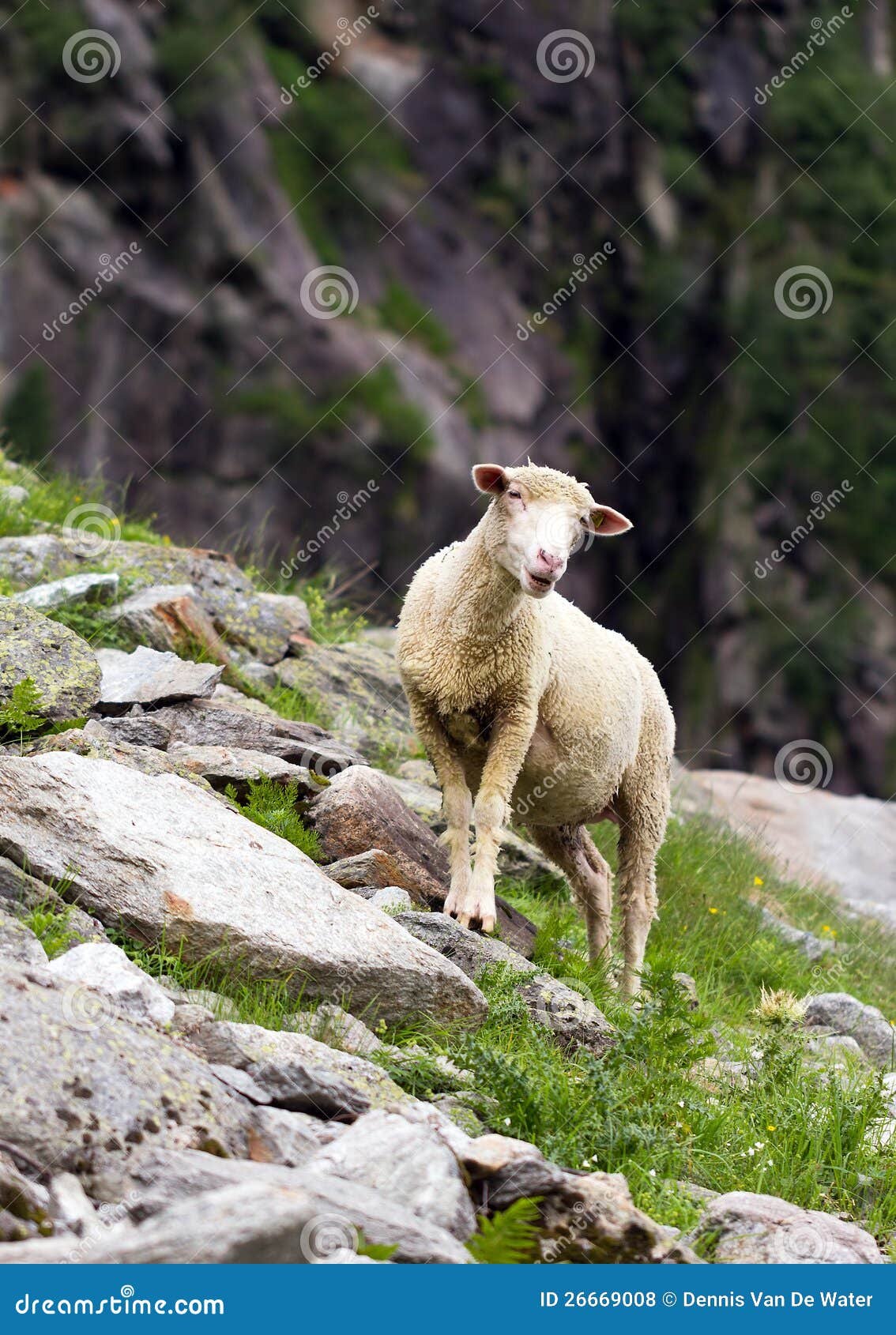 Mountain sheep stock photo. Image of nature, wildlife - 26669008