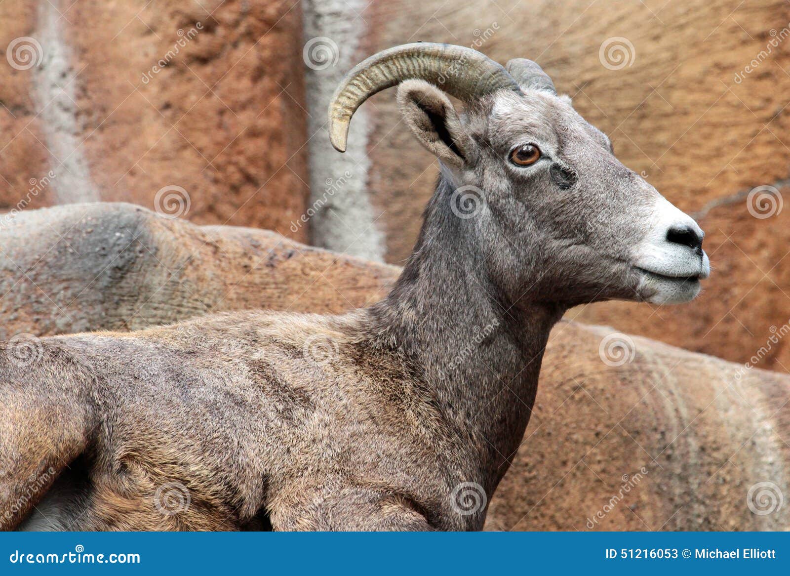Female Desert Bighorn Sheep On Top Of A Sandstone Ridge Stock Photo ...