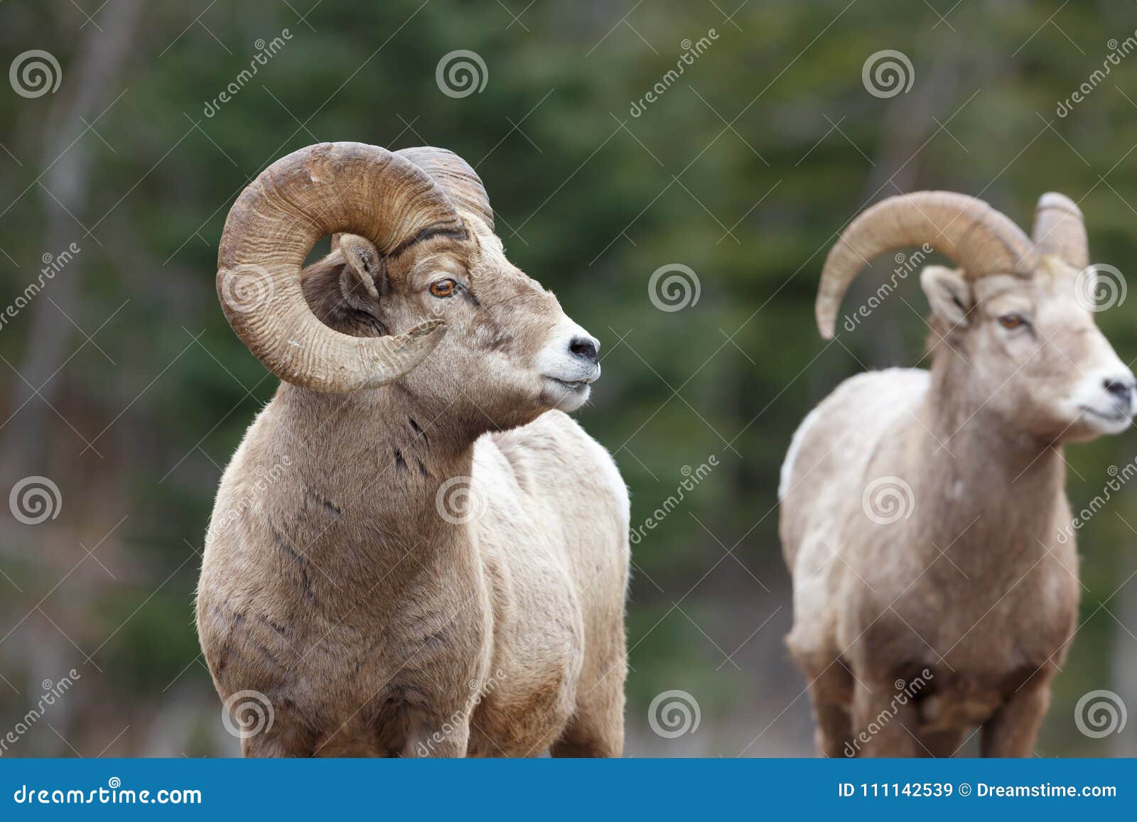 Mountain Sheep Ram Profile stock image. Image of brown - 111142539