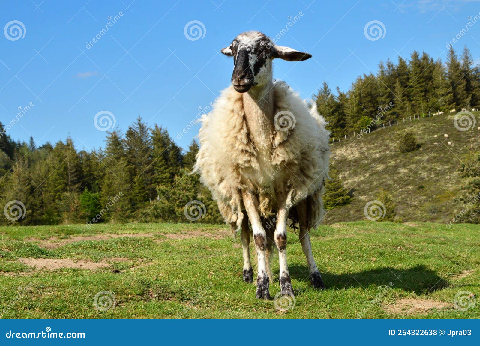 Mountain Sheep of the Rava Breed Stock Photo - Image of ovine ...