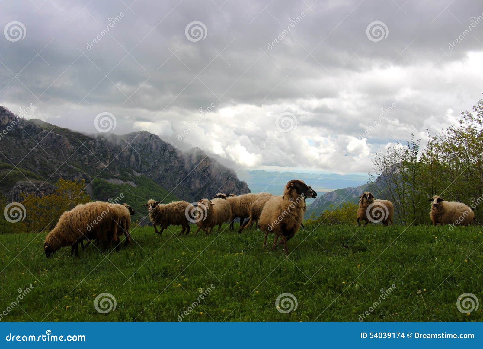 Mountain sheep running stock photo. Image of running - 54039174