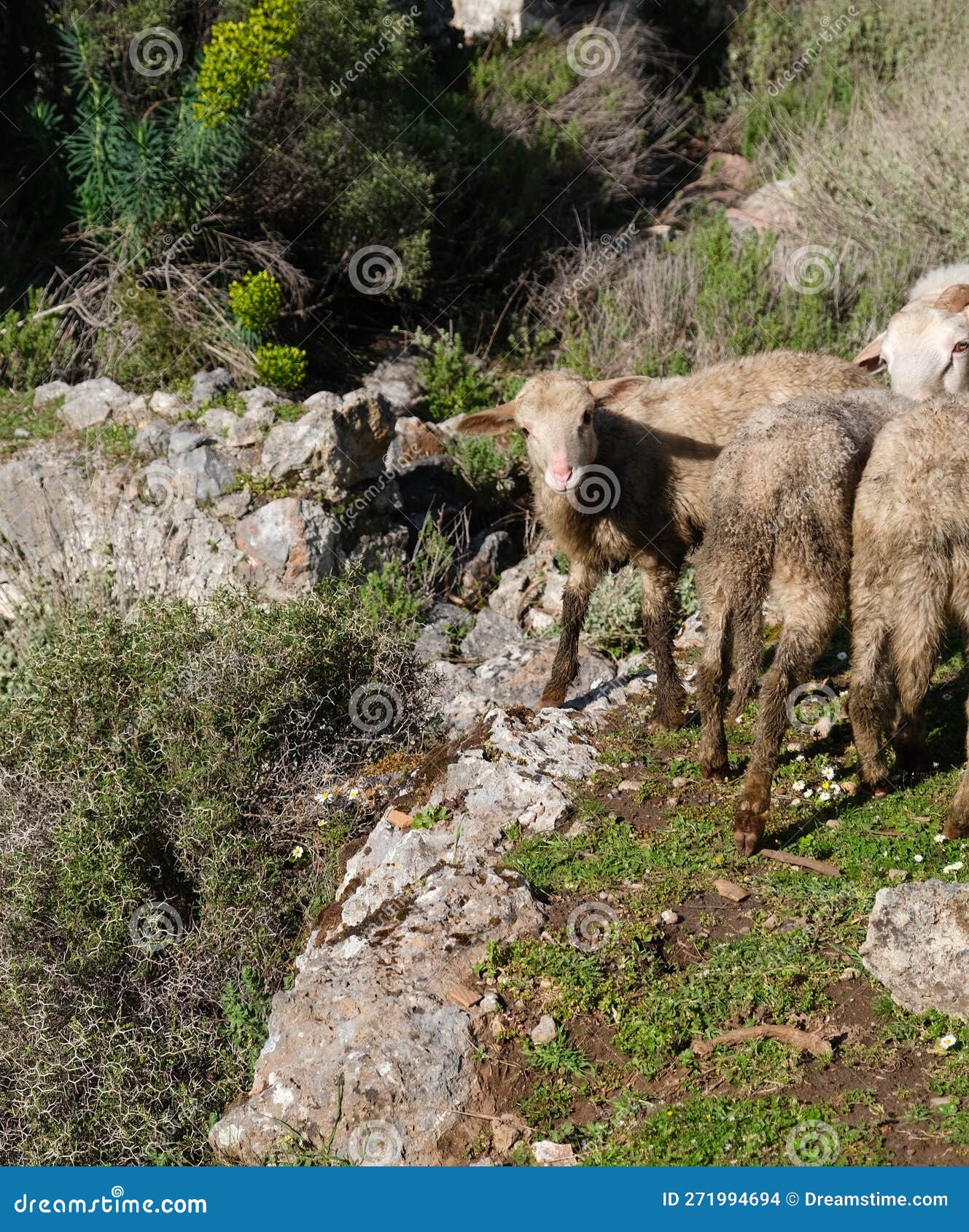 Mountain Sheep on the Trail Stock Photo - Image of alpine, horned ...