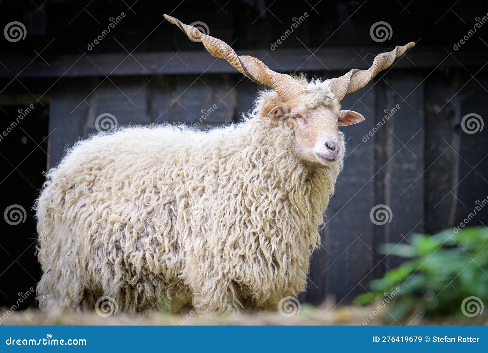 A Mountain Sheep with Twisted Horns in a Zoo Stock Image - Image of ...
