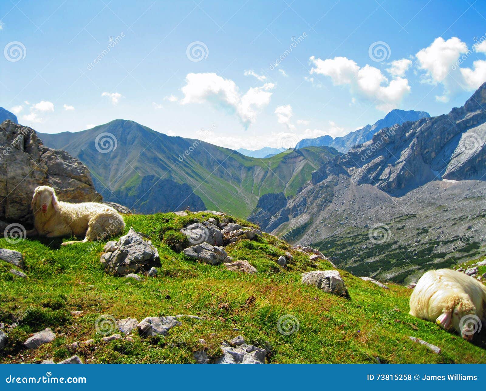 Mountain Sheep stock photo. Image of landscape, cross - 73815258