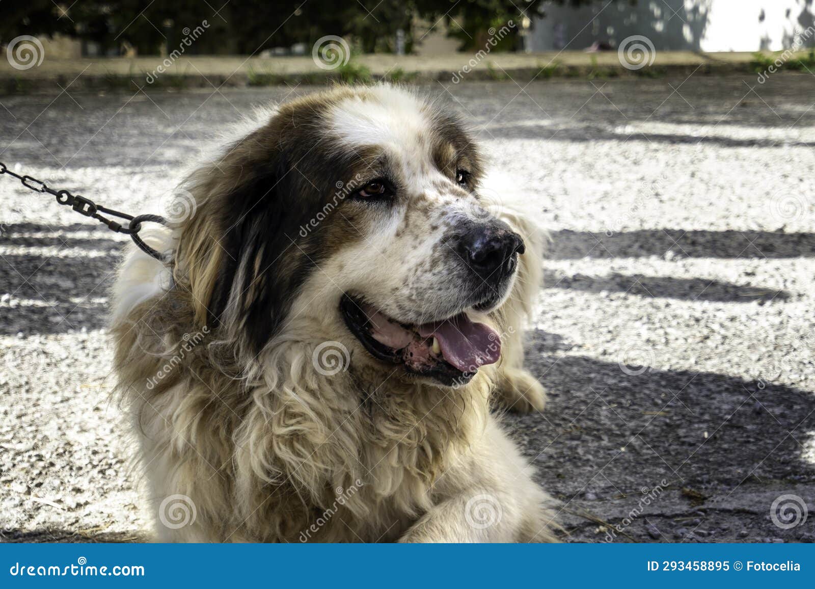 Mountain shepherd dog stock image. Image of pasture - 293458895