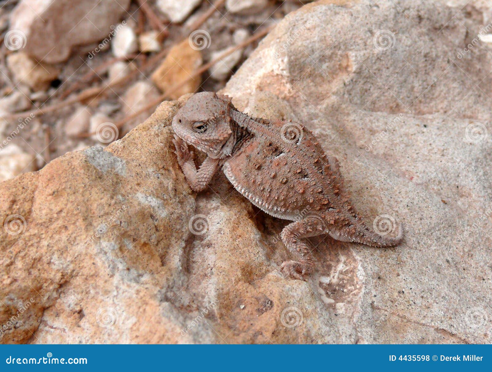 Mountain Short-horned Lizard Stock Photo - Image of rock, rocks: 4435598