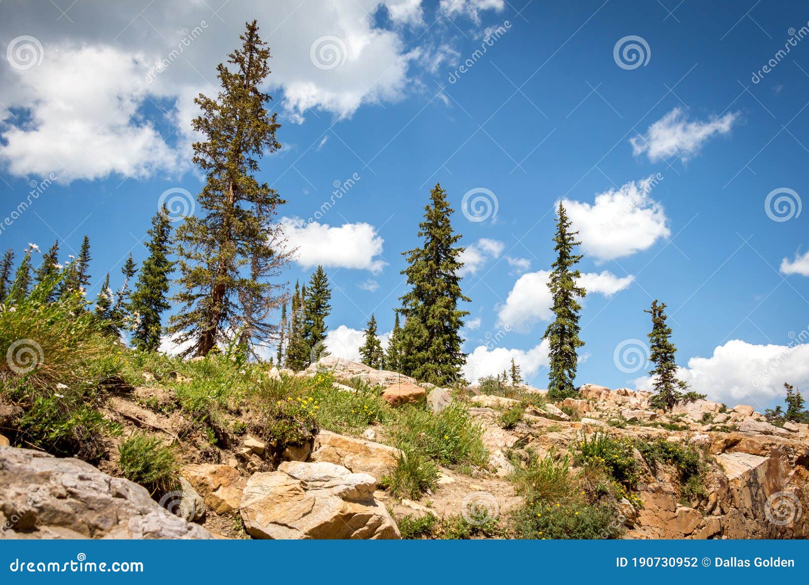 Mountain Side with Pine Trees Stock Photo - Image of mountains, summer ...