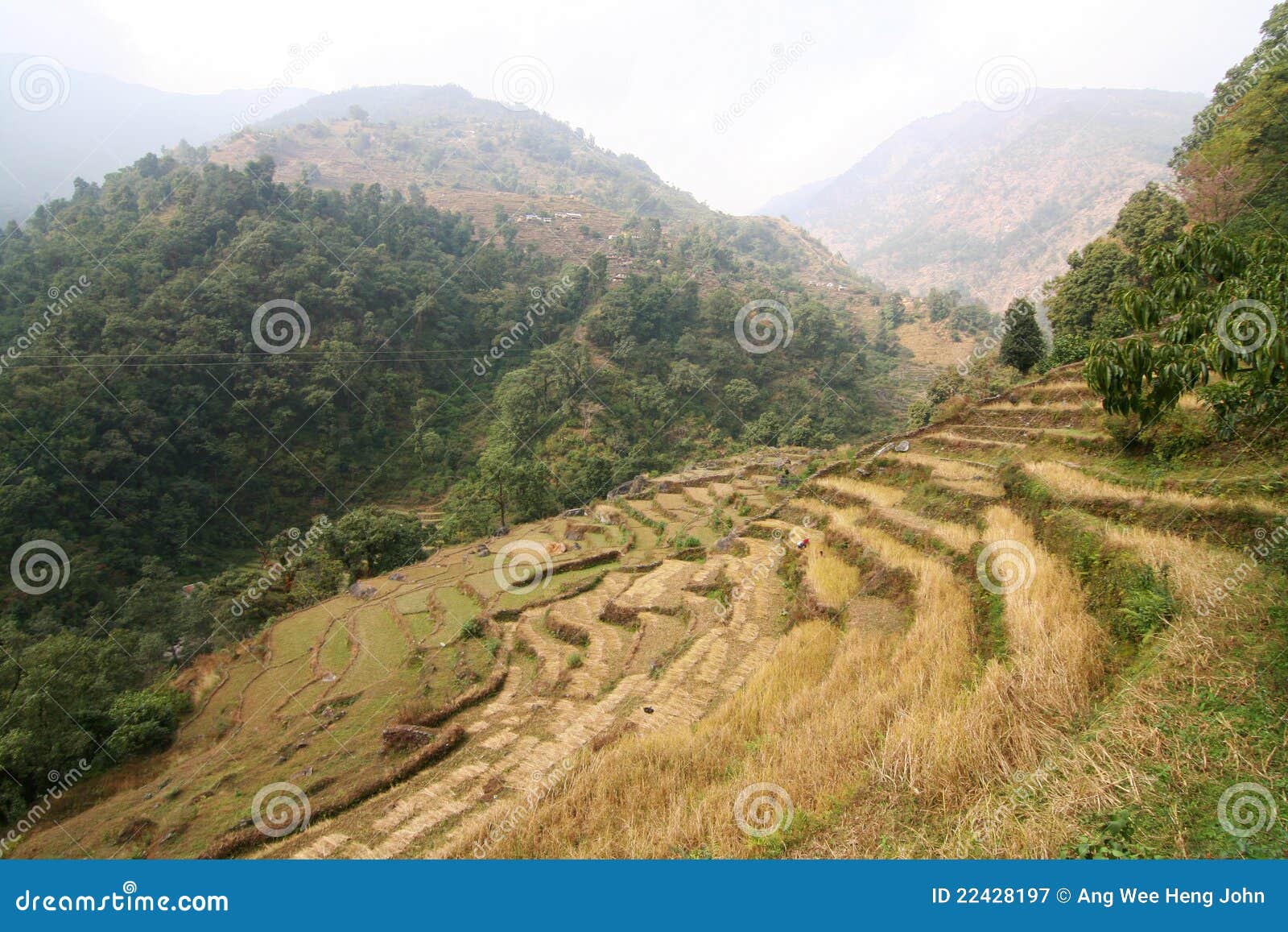 Mountain Side Terraces stock image. Image of gardening - 22428197