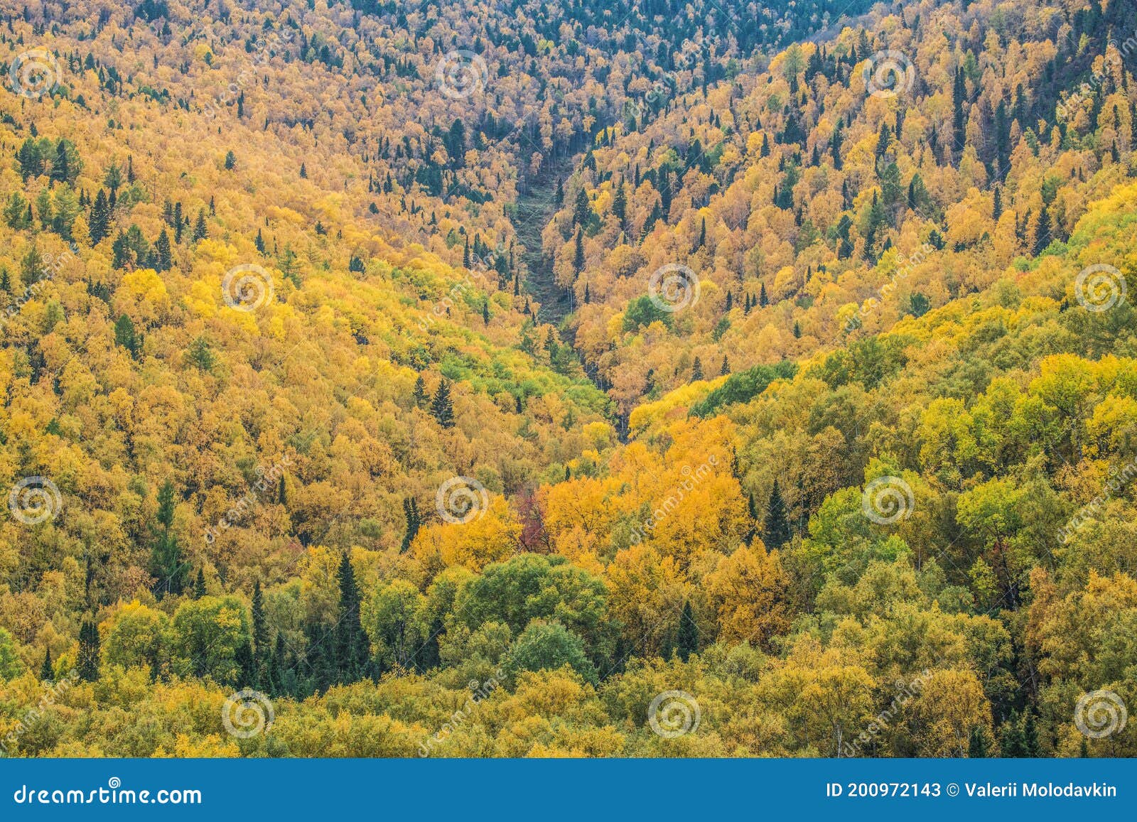 Mountain Slope Covered with Autumn Forest Stock Image - Image of ...