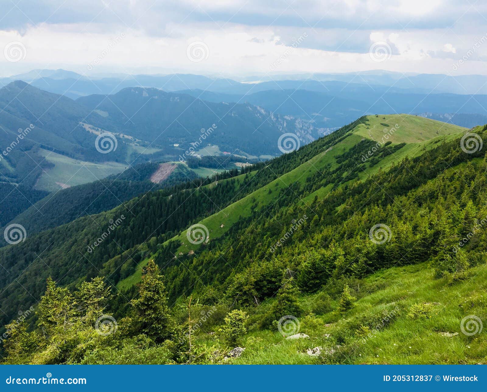 Mountain Slope Covered in Greenery - Trees, Shrubs and Grass Stock ...