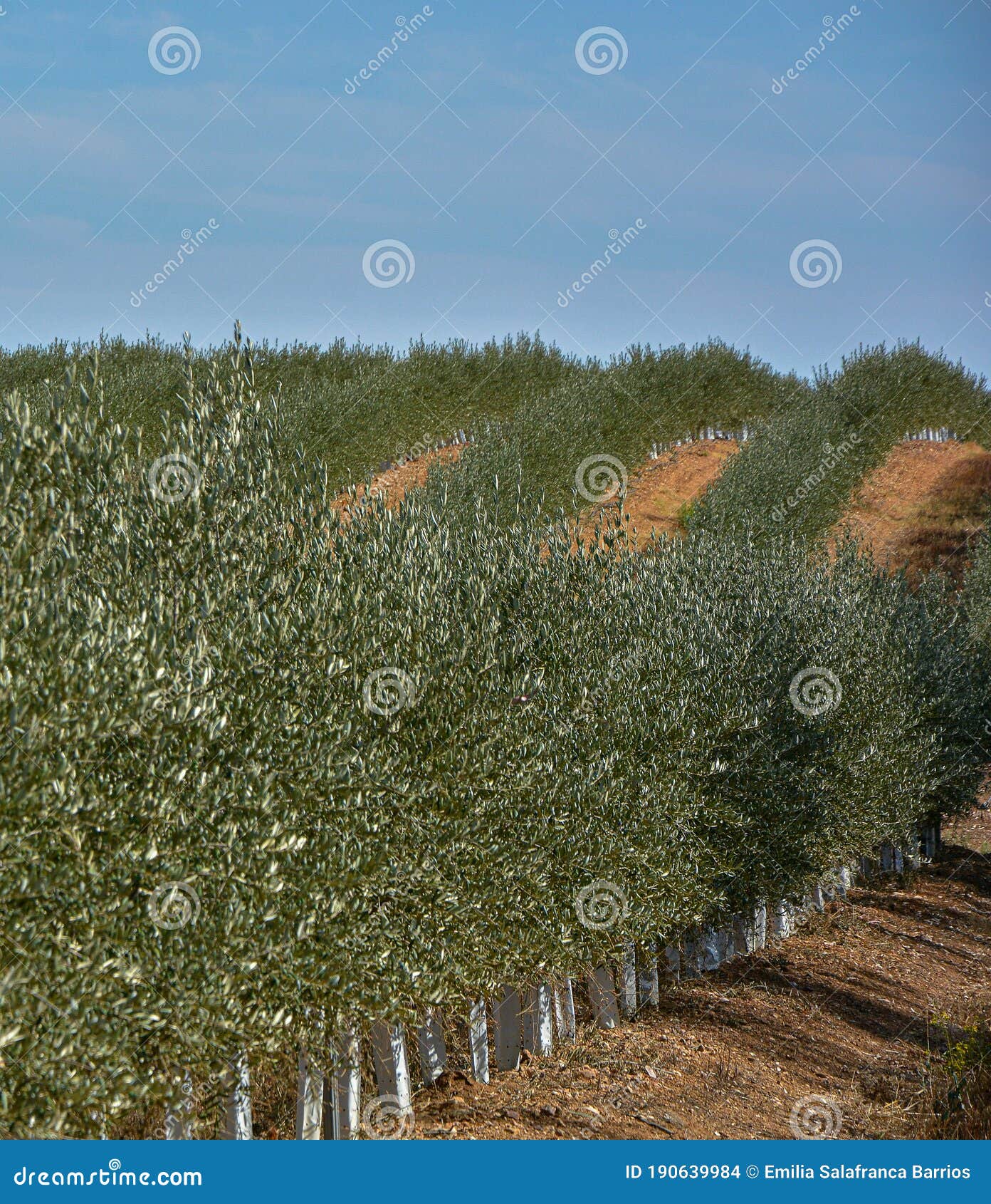 Mountain of Small Olive Trees Shaped Like a Wave, a First Prize for ...