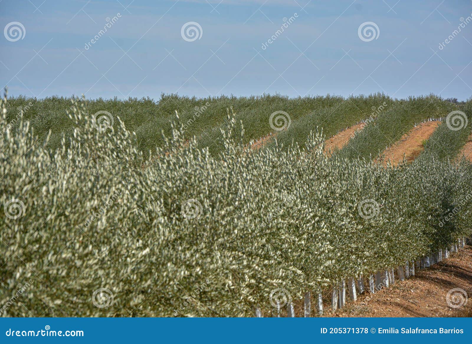 Mountain of Small Olive Trees Shaped Like a Wave, a First Prize for ...