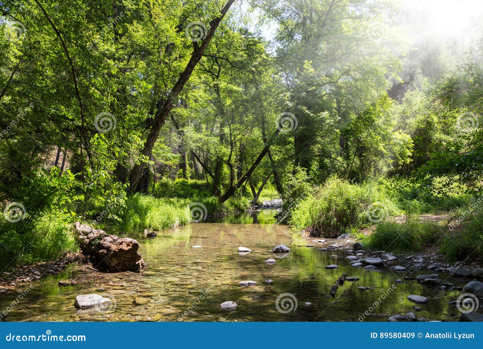 Mountain Small River in Forest Stock Image - Image of foliage, vacation ...