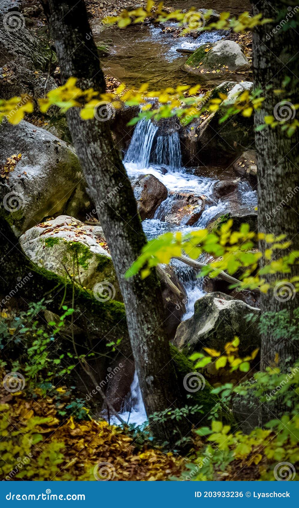 Mountain Small River in Forest with Rapids and Waterfalls. a Forest ...