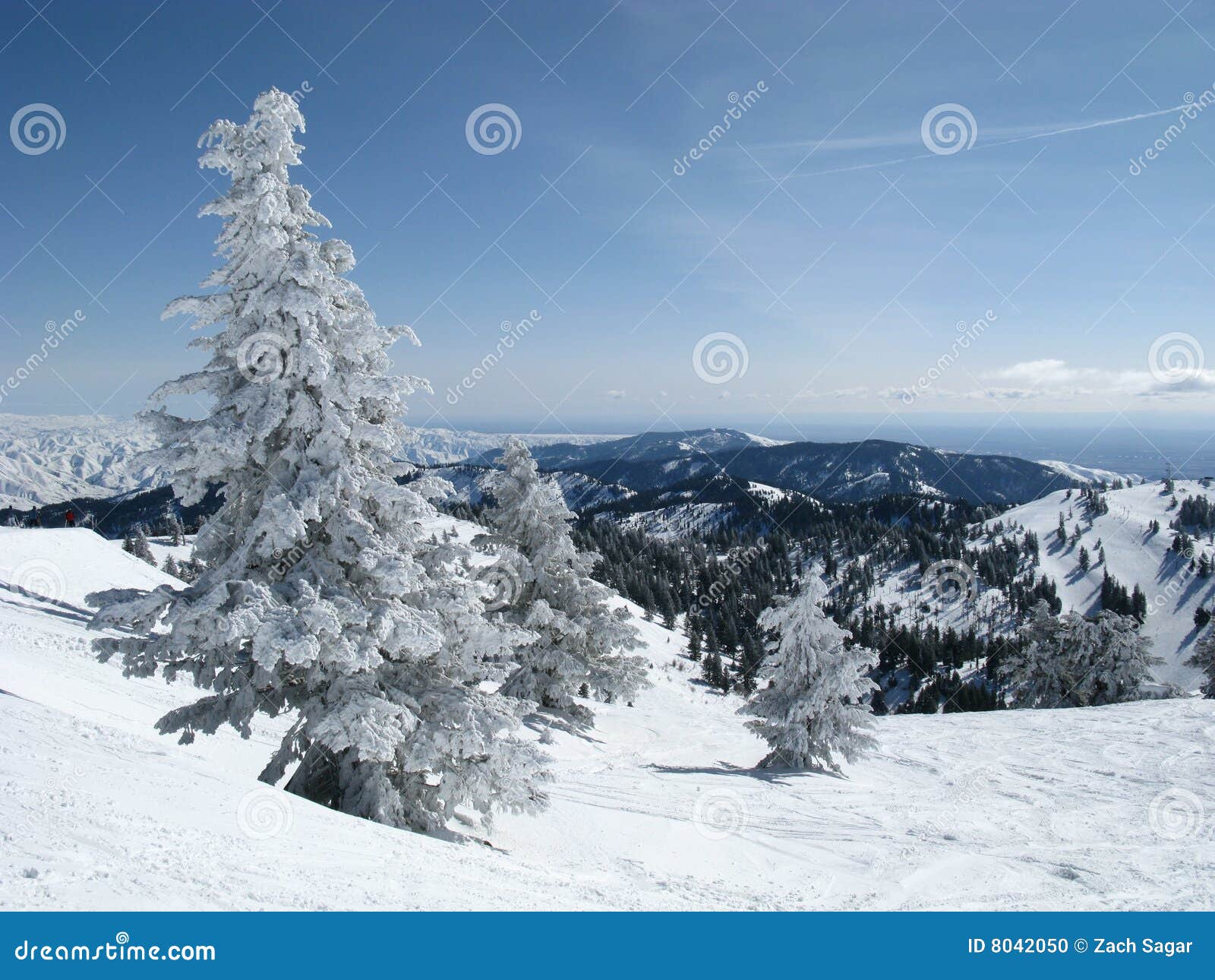 Mountain Snow Tree stock photo. Image of tracks, tree - 8042050