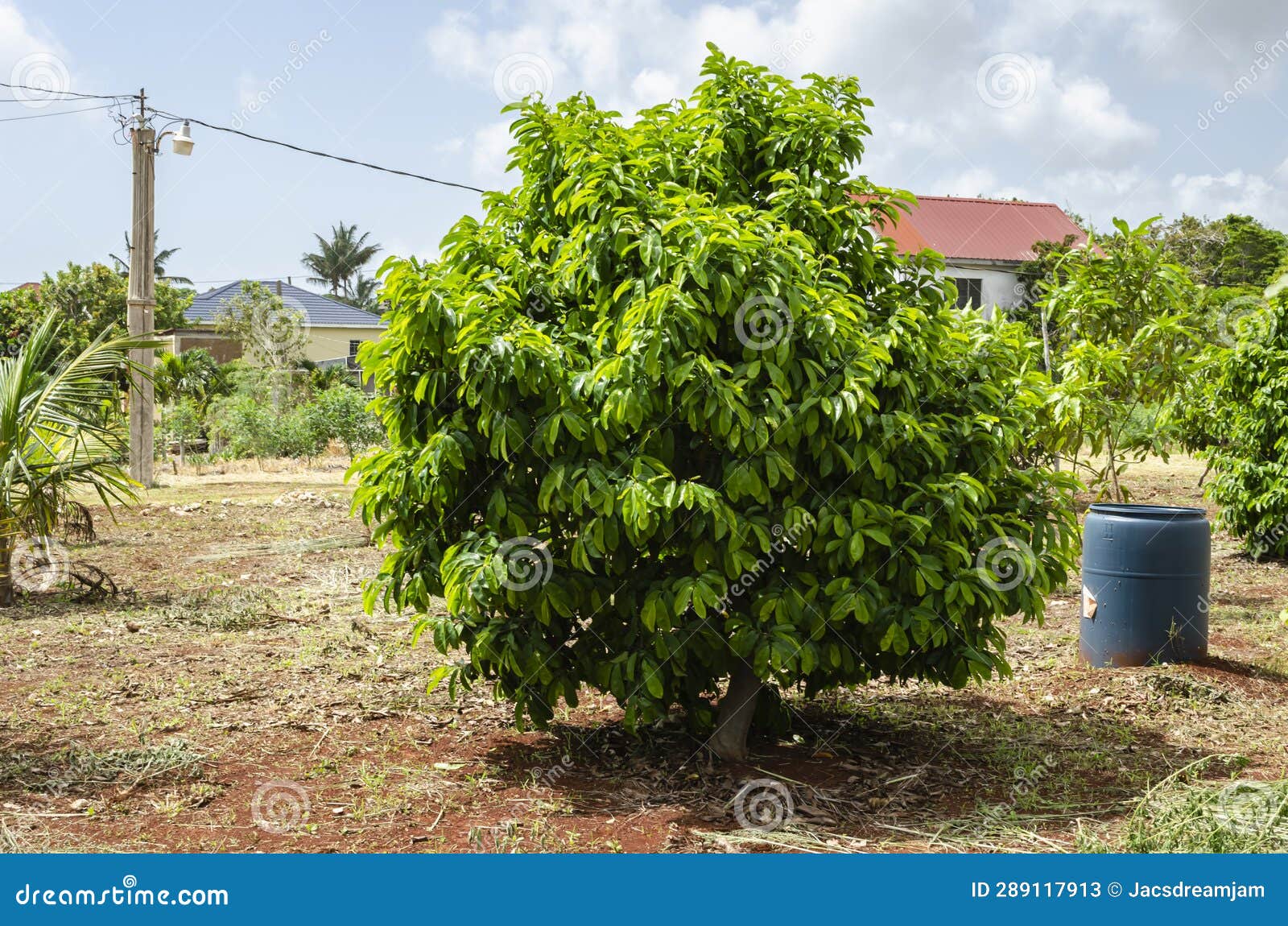 Mountain soursop Tree stock image. Image of green, mountainsop - 289117913
