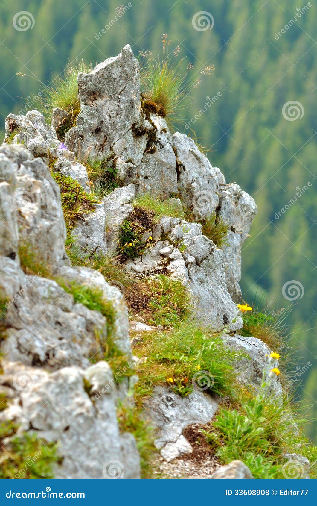 Mountain Specific Vegetation Stock Photo - Image of blurred, vegetation ...