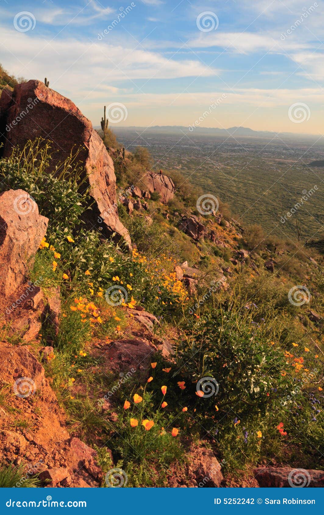 Mountain in Spring stock photo. Image of poppy, landscape - 5252242