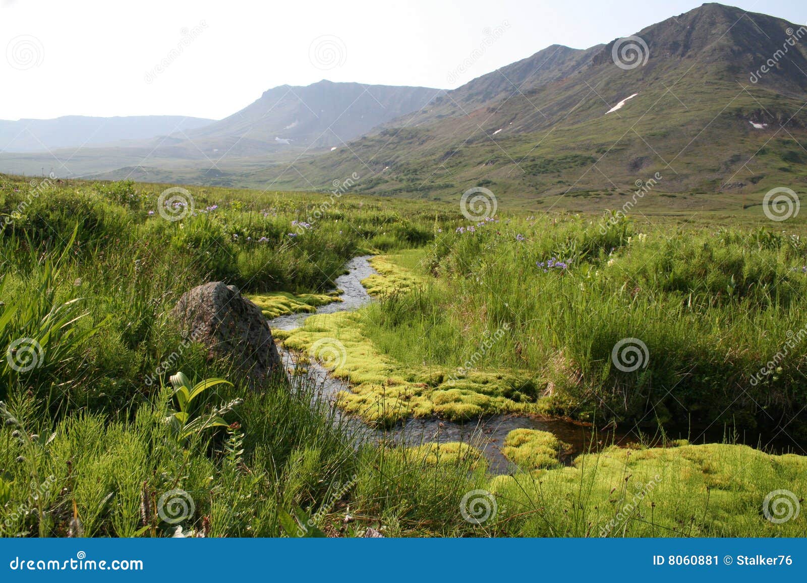 Mountain Spring stock image. Image of moss, creek, plants - 8060881