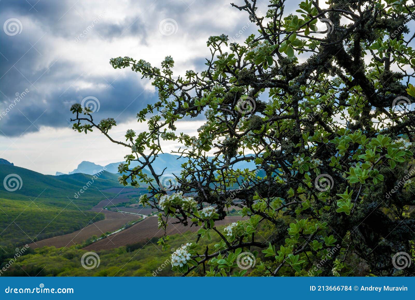 Mountain spring landscape stock photo. Image of tourism - 213666784