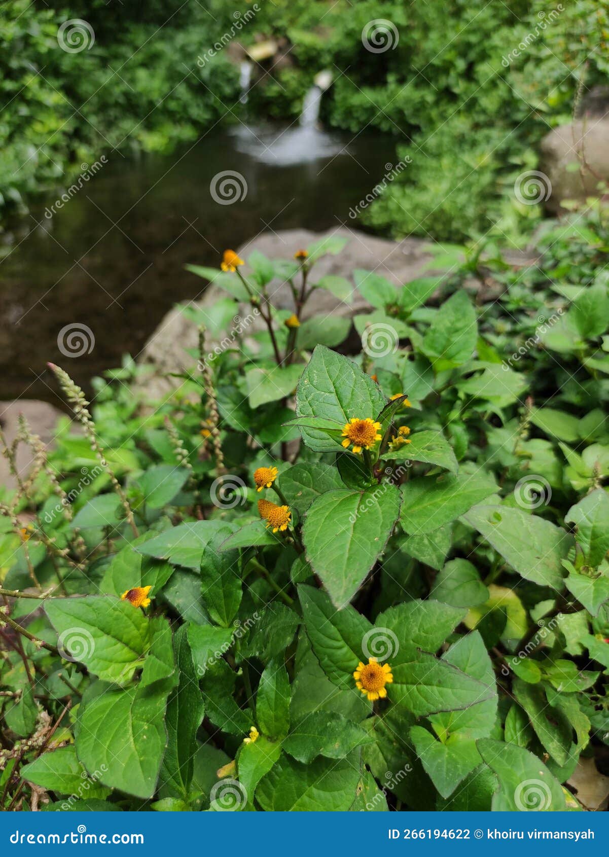 Mountain Springs in East Java, Indonesia Stock Photo - Image of ...