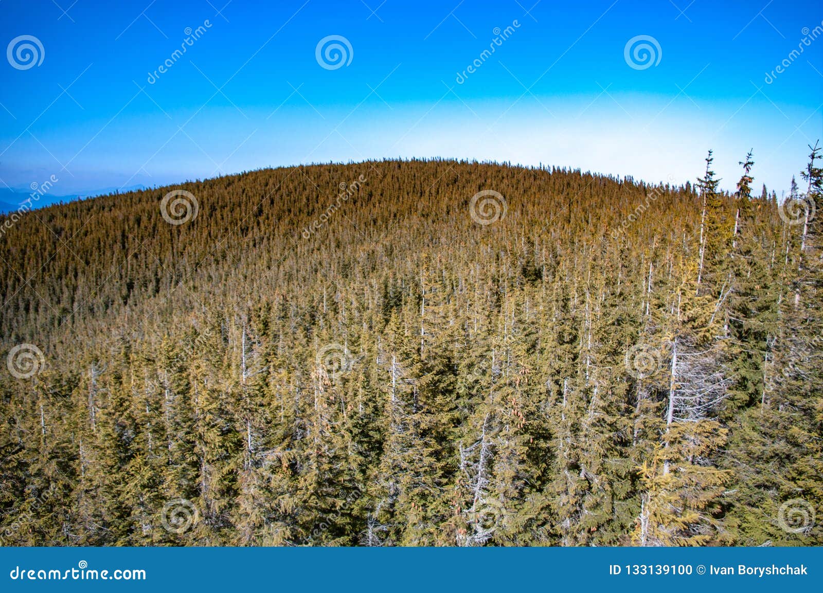 The Mountain is in the Spruce Forest Stock Photo - Image of forest ...