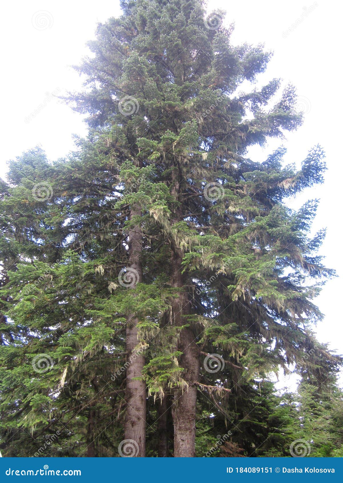 Mountain spruce stock image. Image of green, covered - 184089151