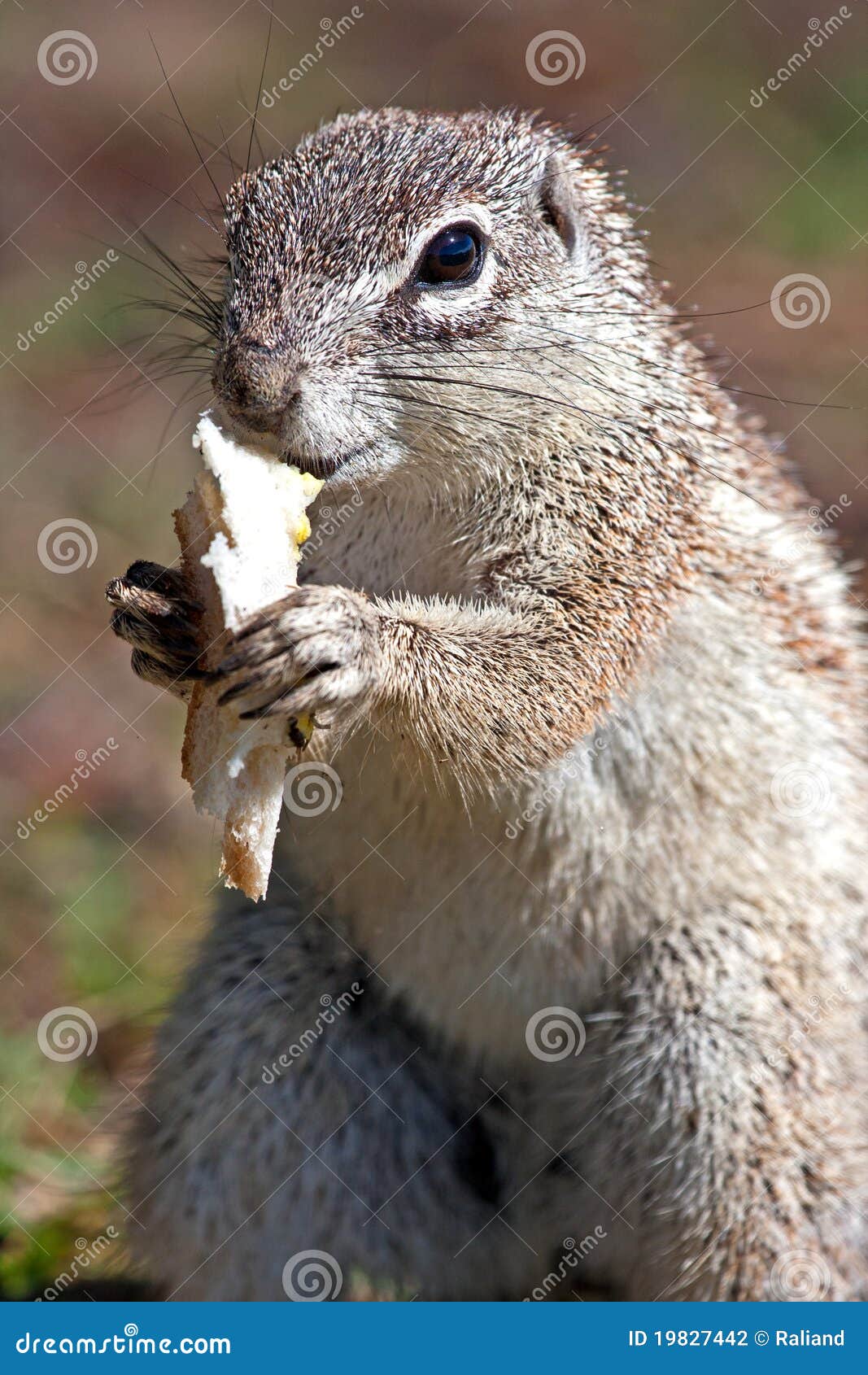 Mountain squirrel stock photo. Image of tail, striped - 19827442