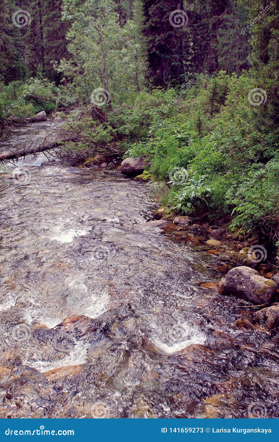 The Mountain Stone River in the Forest Stock Image - Image of flow ...