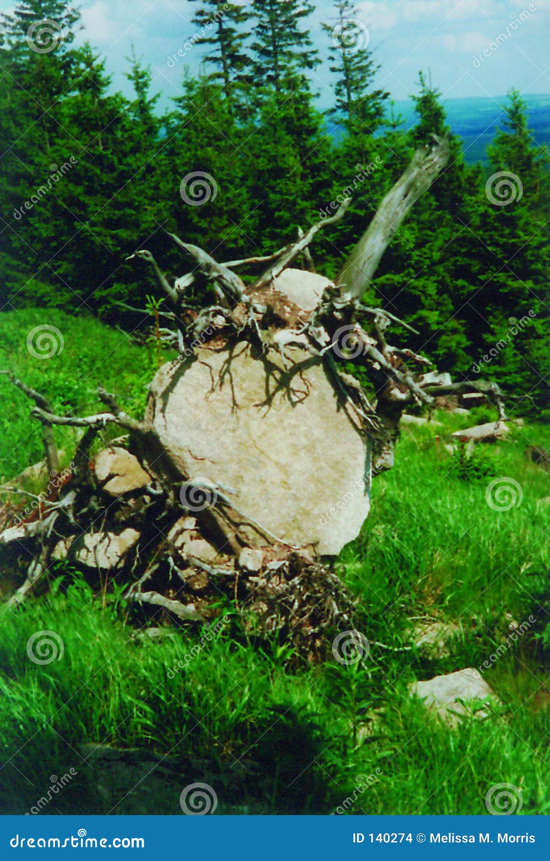 Mountain Stone Tree Picture. Image: 140274