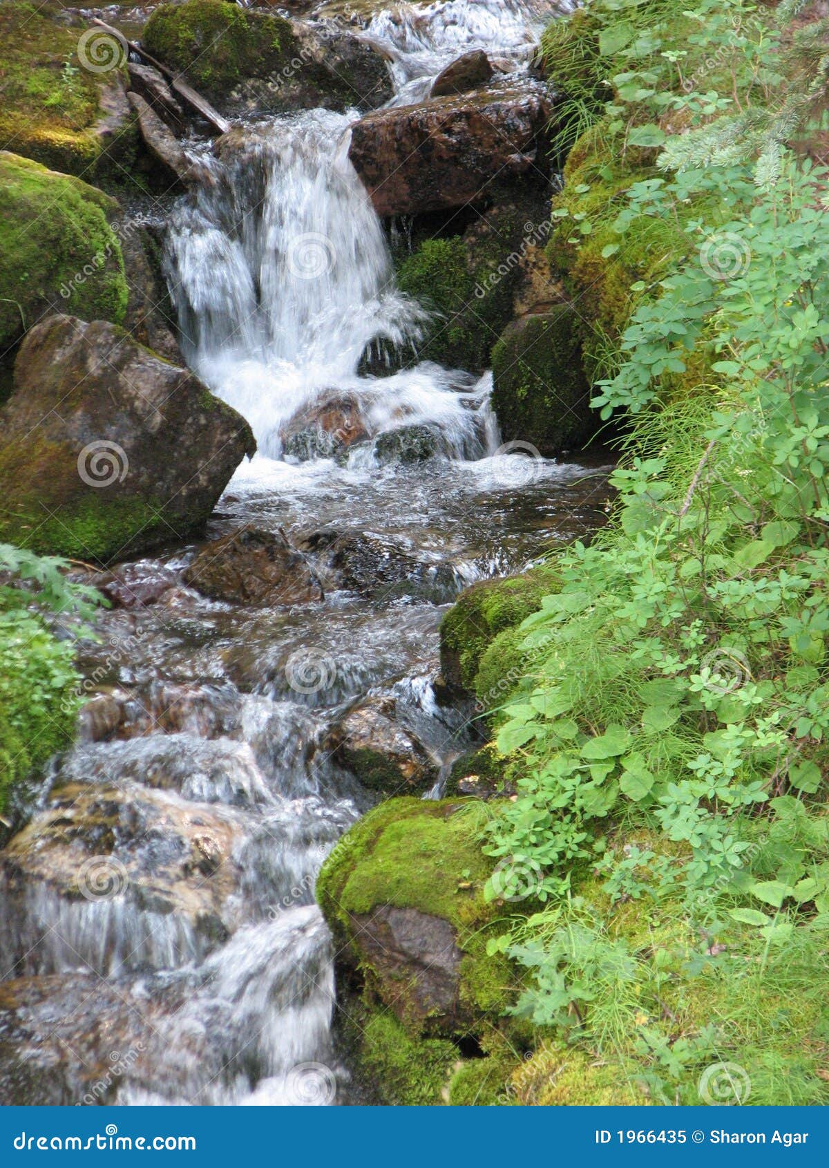 Mountain Stream stock image. Image of shrubs, bushes, vegetation - 1966435