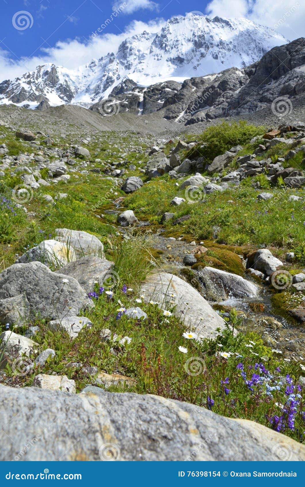 Mountain Stream in an Alpine Meadow Stock Photo - Image of alpine ...