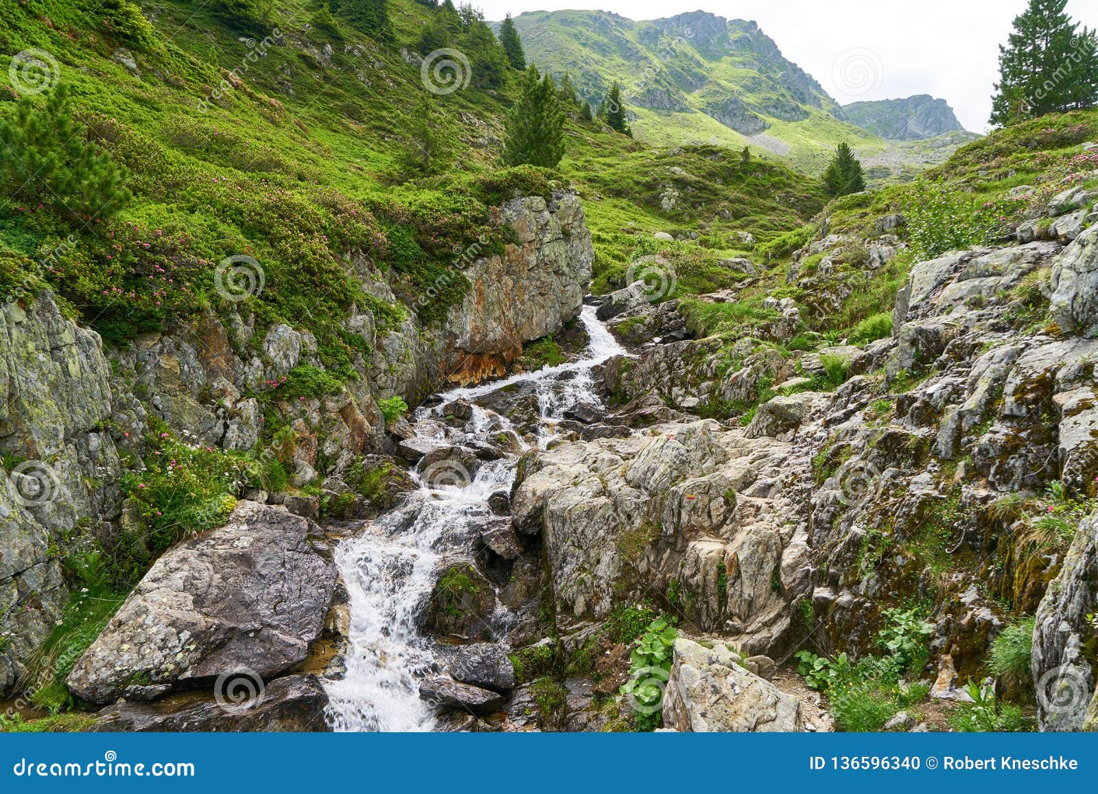 Mountain Stream in the Alps in Summer Stock Photo - Image of beautiful ...