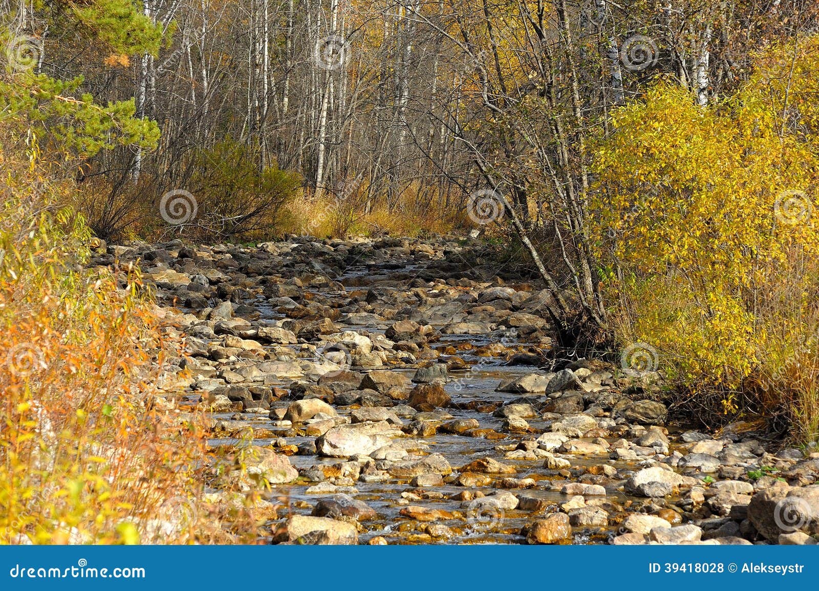 Mountain Stream in Autumn Forest Stock Photo - Image of brook, meadow ...
