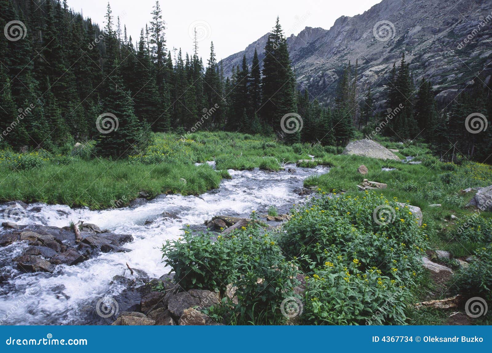 Mountain Stream in Colorado Rocky Mountains Stock Photo - Image of ...