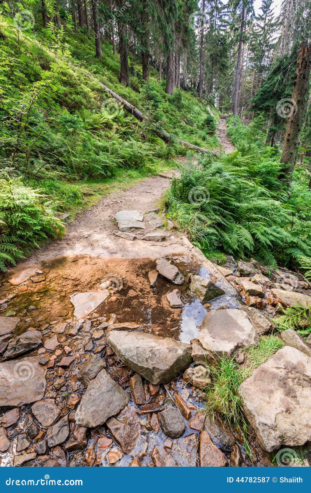 Mountain Stream Crosses the Hiking Trail Stock Image - Image of crosses ...