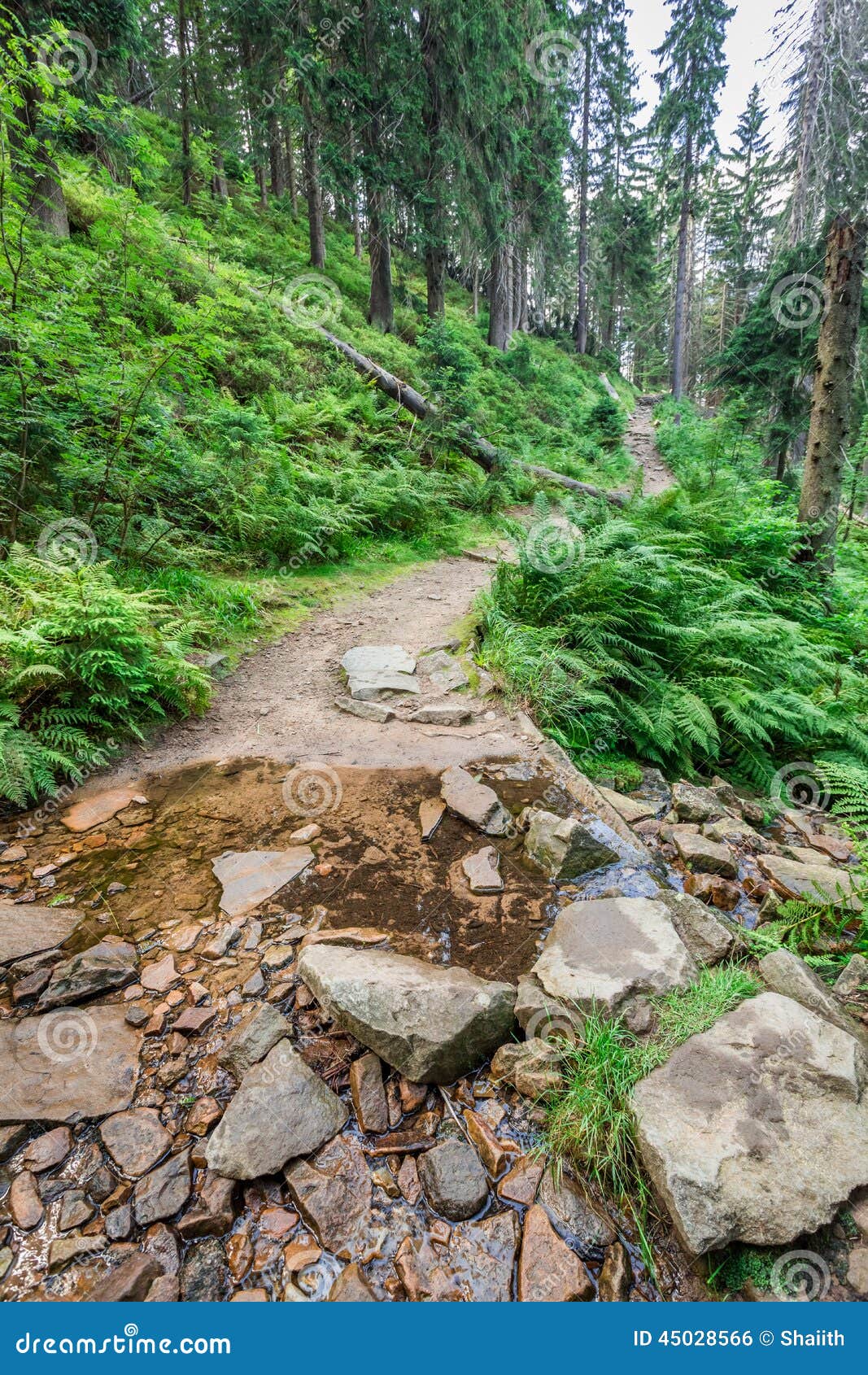 Mountain Stream Crosses the Hiking Trail Stock Photo - Image of forest ...