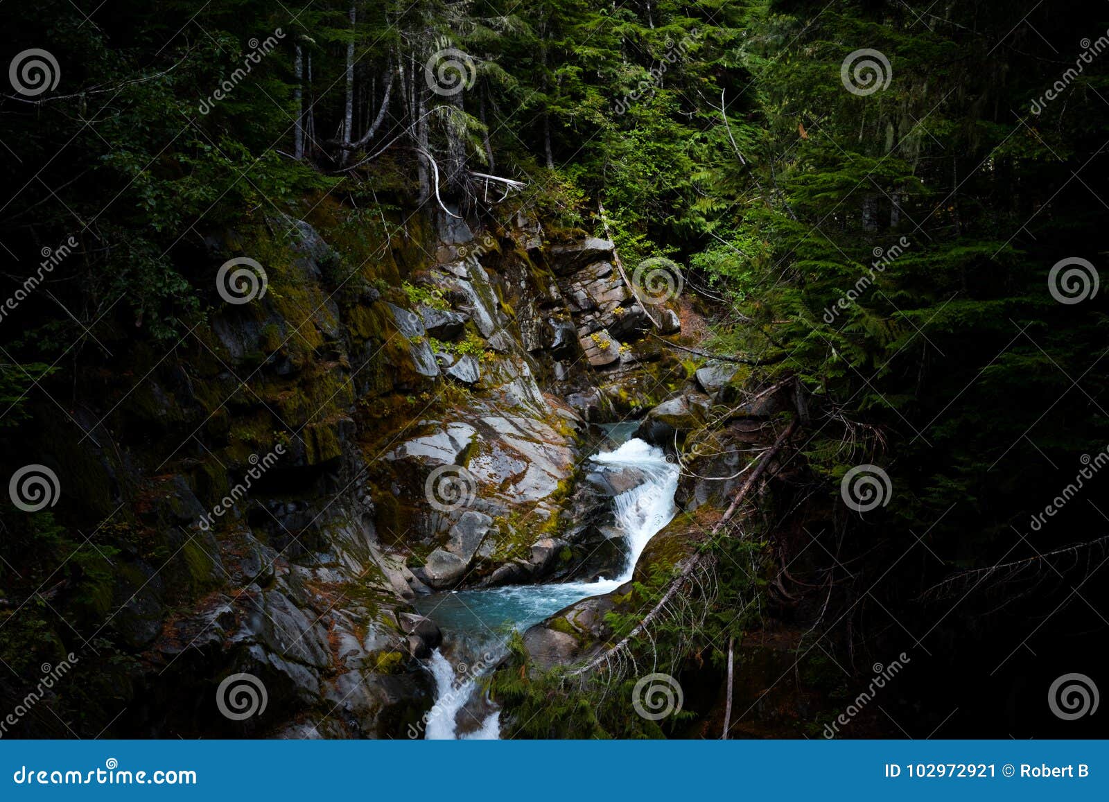 Mountain Stream Cutting through Rock in Forest Stock Image - Image of ...