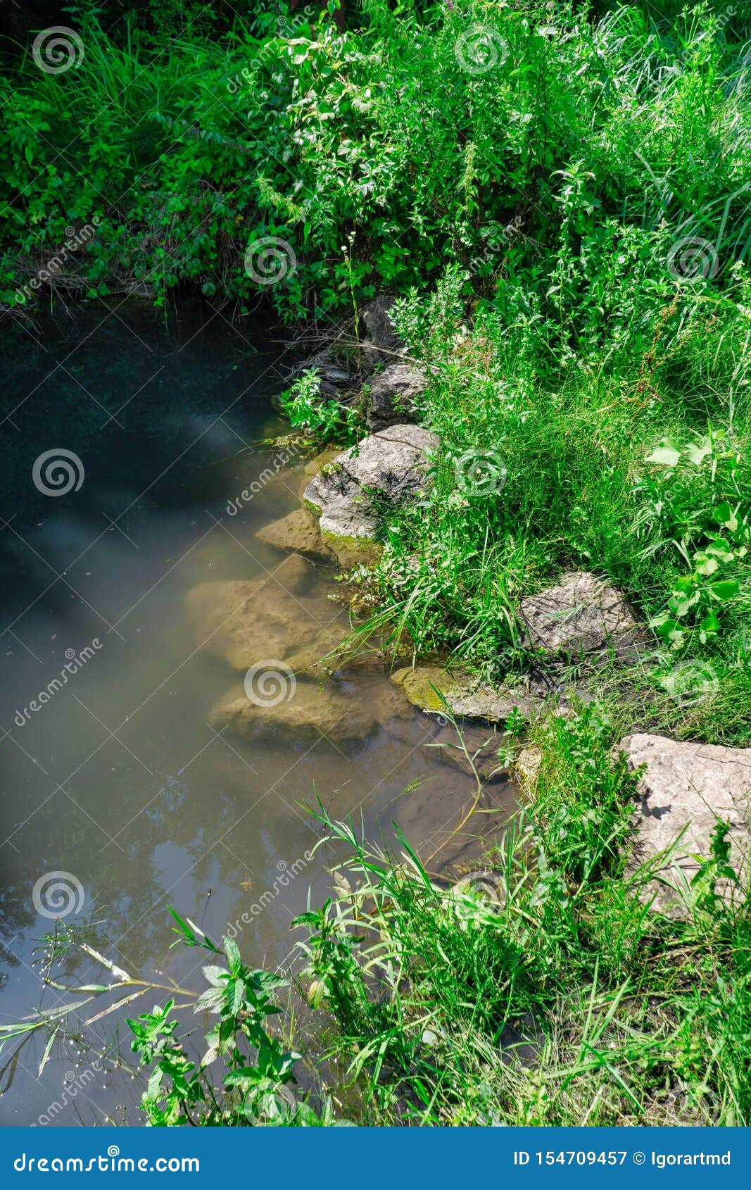 Mountain Stream in Deep Forest Stock Image - Image of splash, outdoor ...