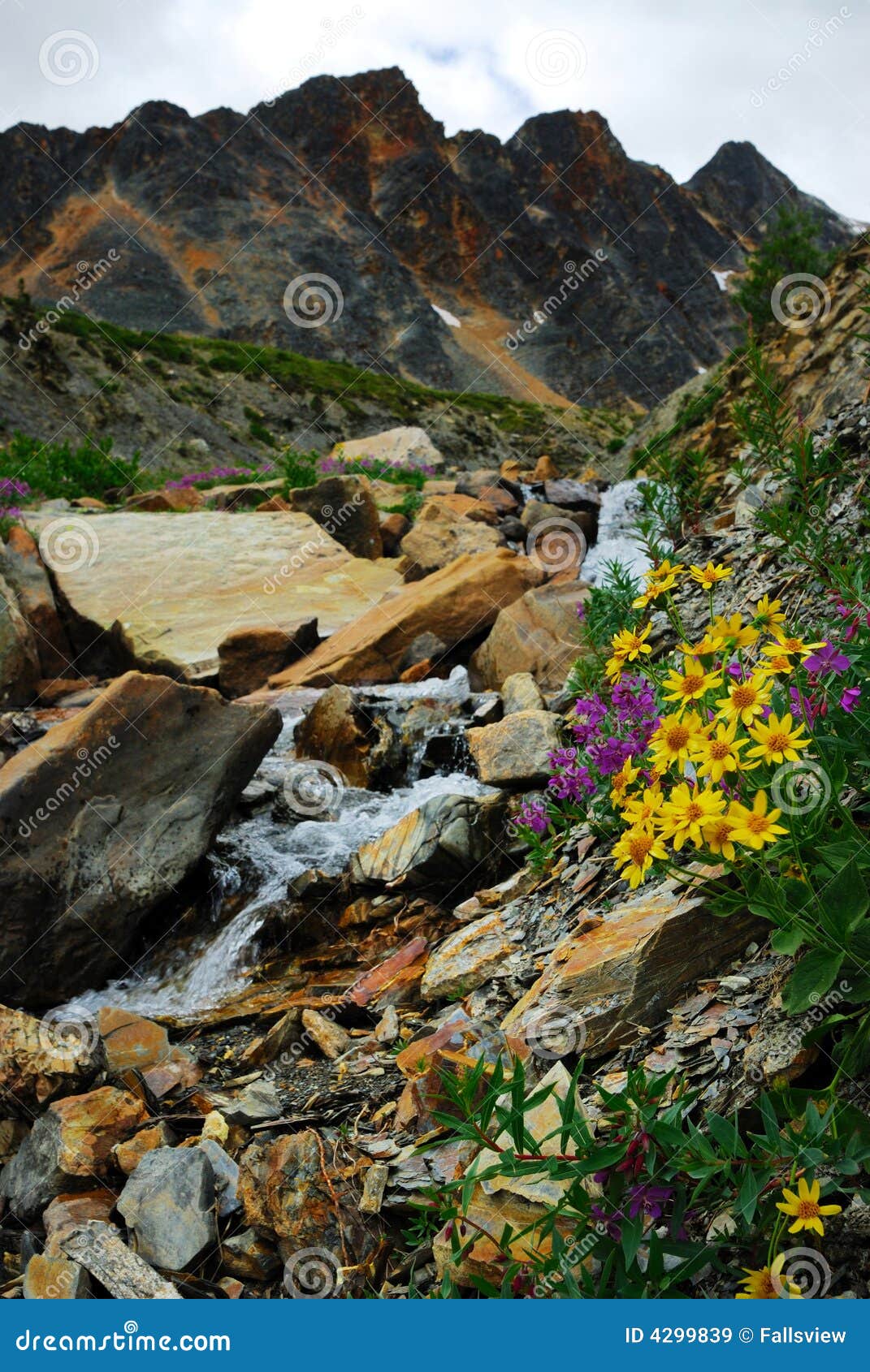 Mountain Stream and Flowers Stock Image - Image of beautiful, peak: 4299839