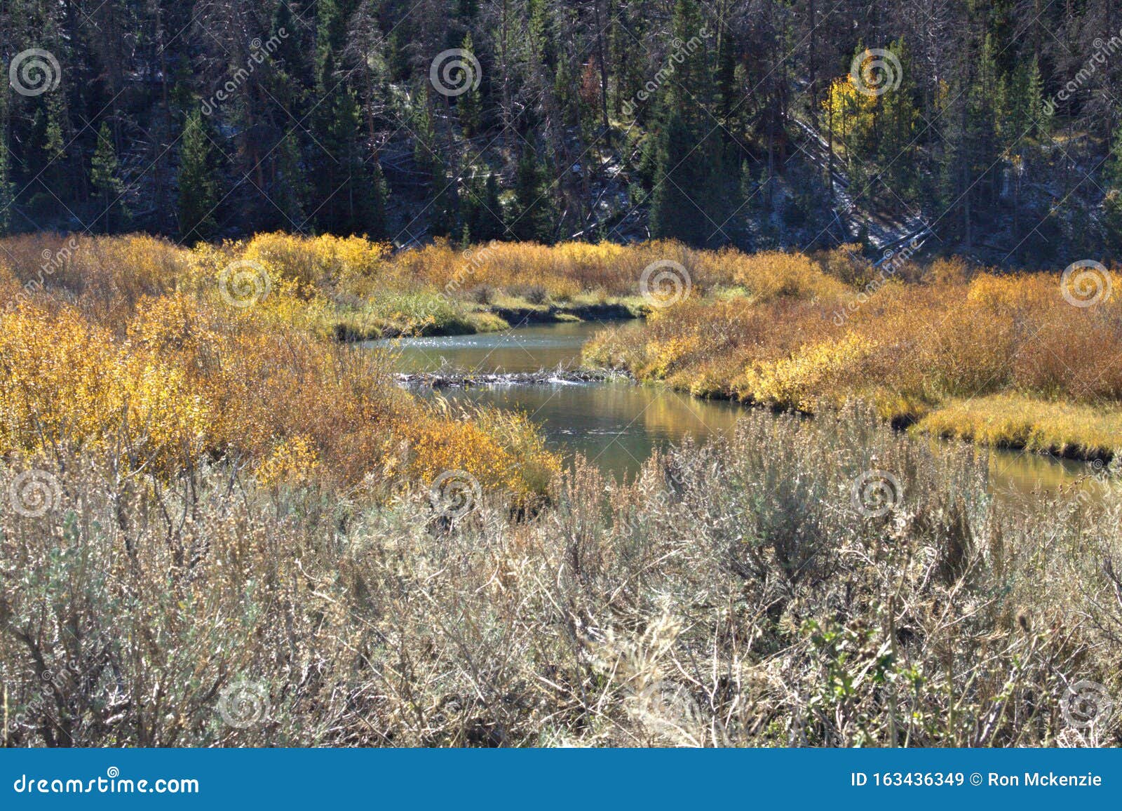 Fall Colors Surround a Mountain Stream Stock Image - Image of aspen ...