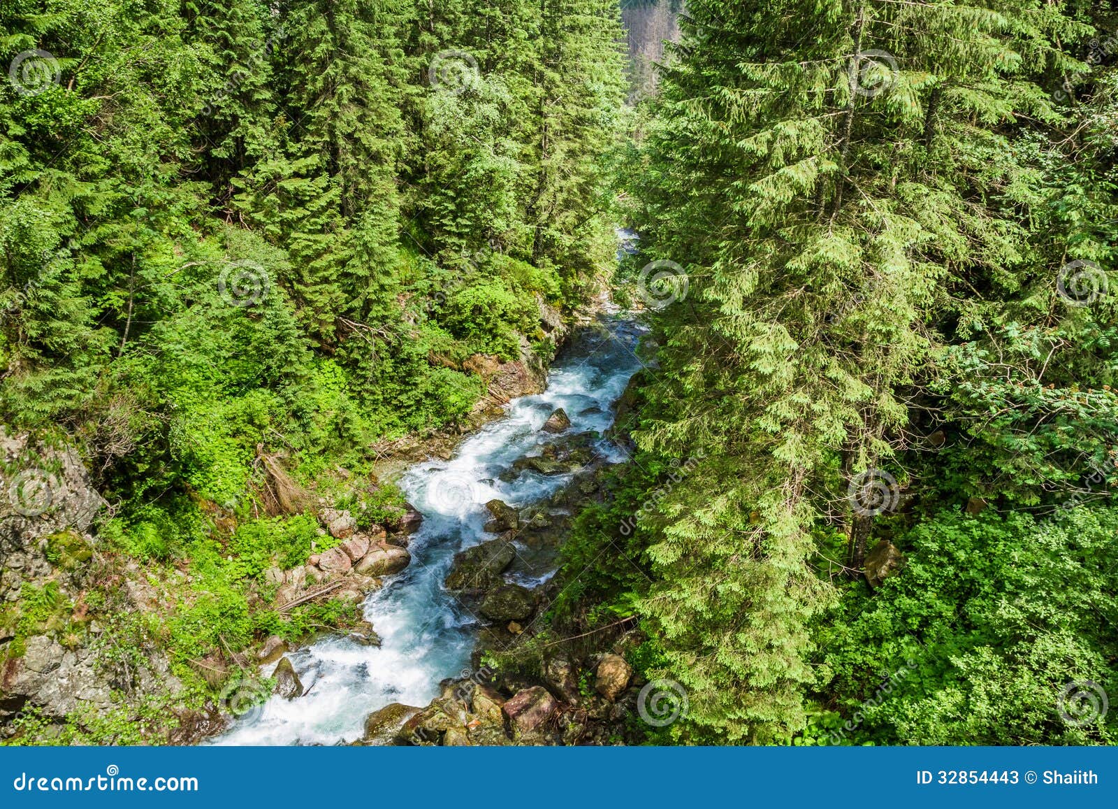 Mountain Stream Flowing through the Trees in the Mountains Stock Image ...