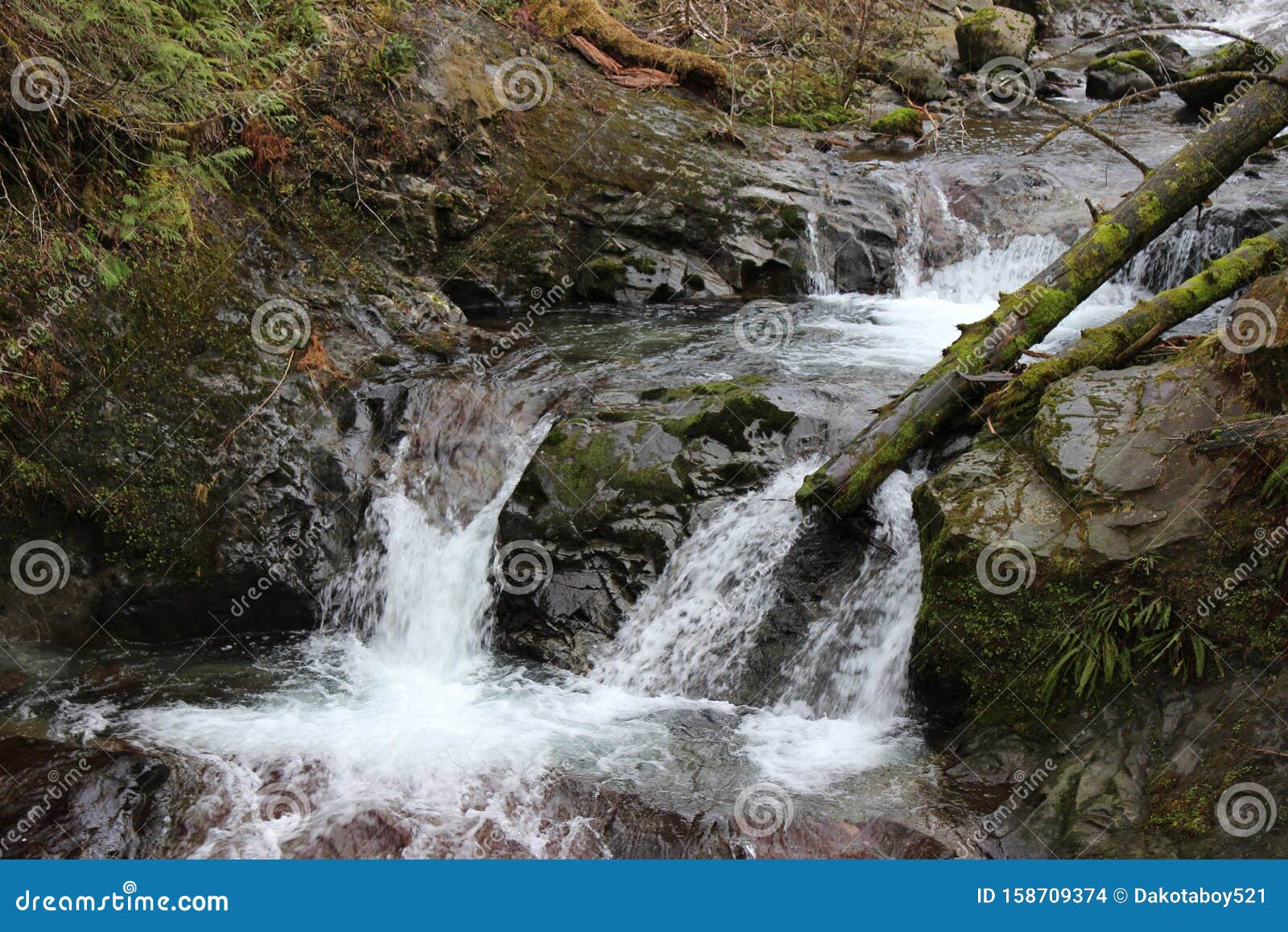 Mountain Stream Flowing through the Woods. Stock Photo - Image of ...