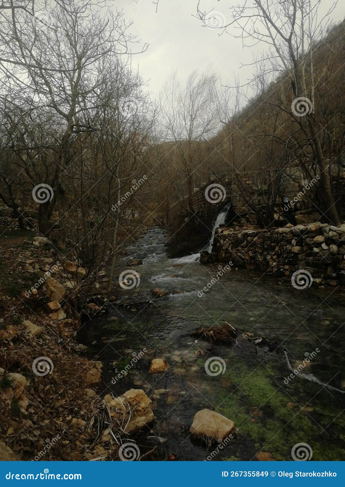 Mountain Stream Flows between Trees in the Spring Stock Image - Image ...