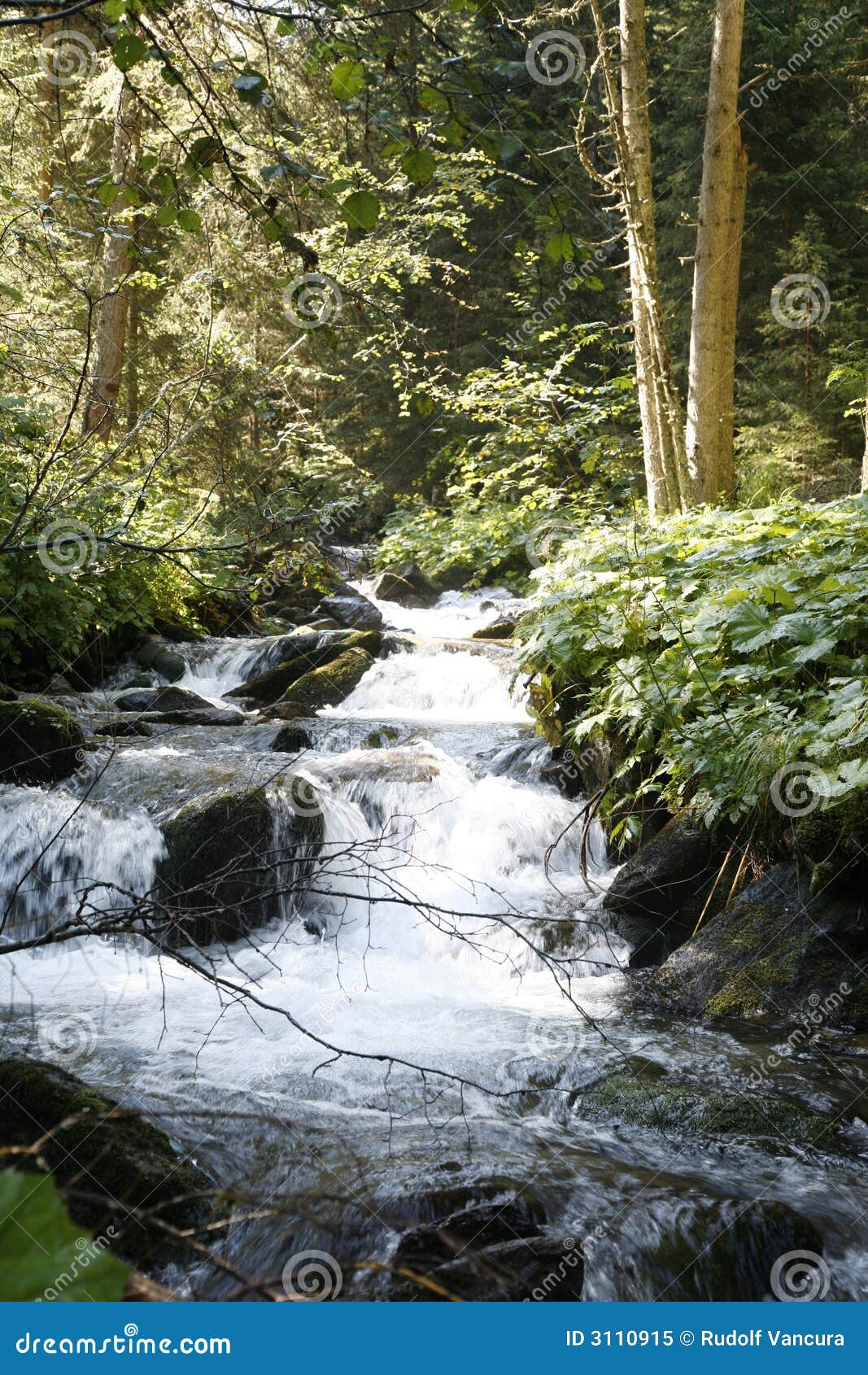 Mountain Stream through Forest Stock Image - Image of vegetation ...