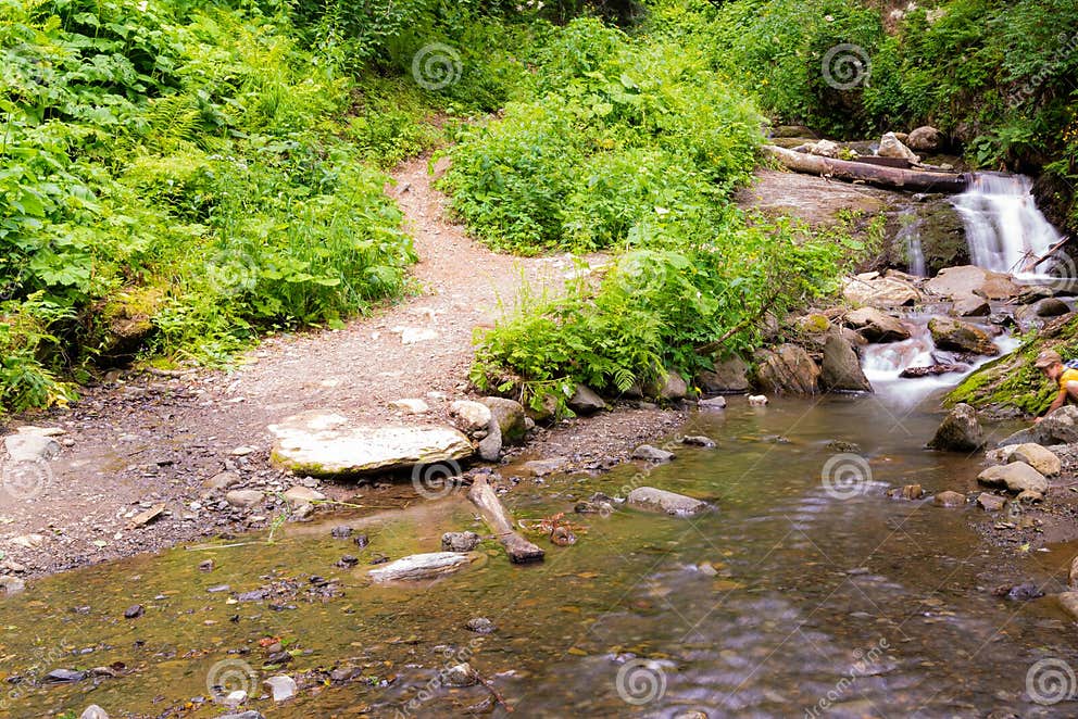 Mountain Stream in the Forest. Fallen Logs and Twigs Stock Photo ...