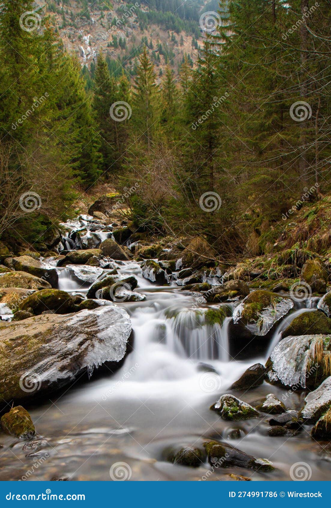 A Mountain Stream through the Forest Stock Photo - Image of wood ...